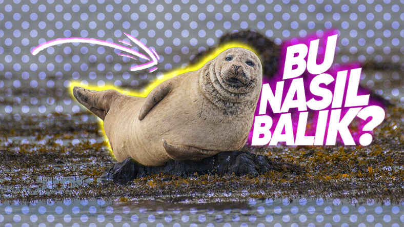 Fok Balıkları Çok Yalnız’’ İfadesinin Arkasındaki Gerçek Ne? Bu İlginç ...